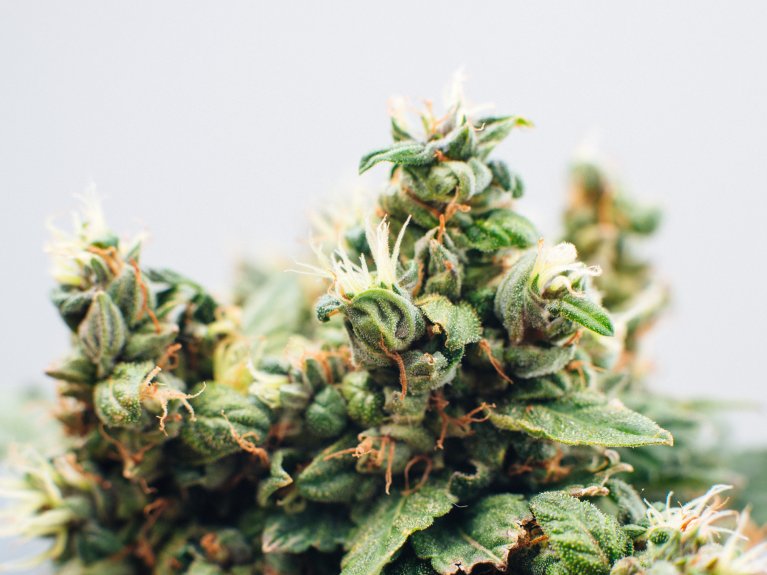 The Different Grades Of Weed: AA - AAAA+ | Weed On A Budget