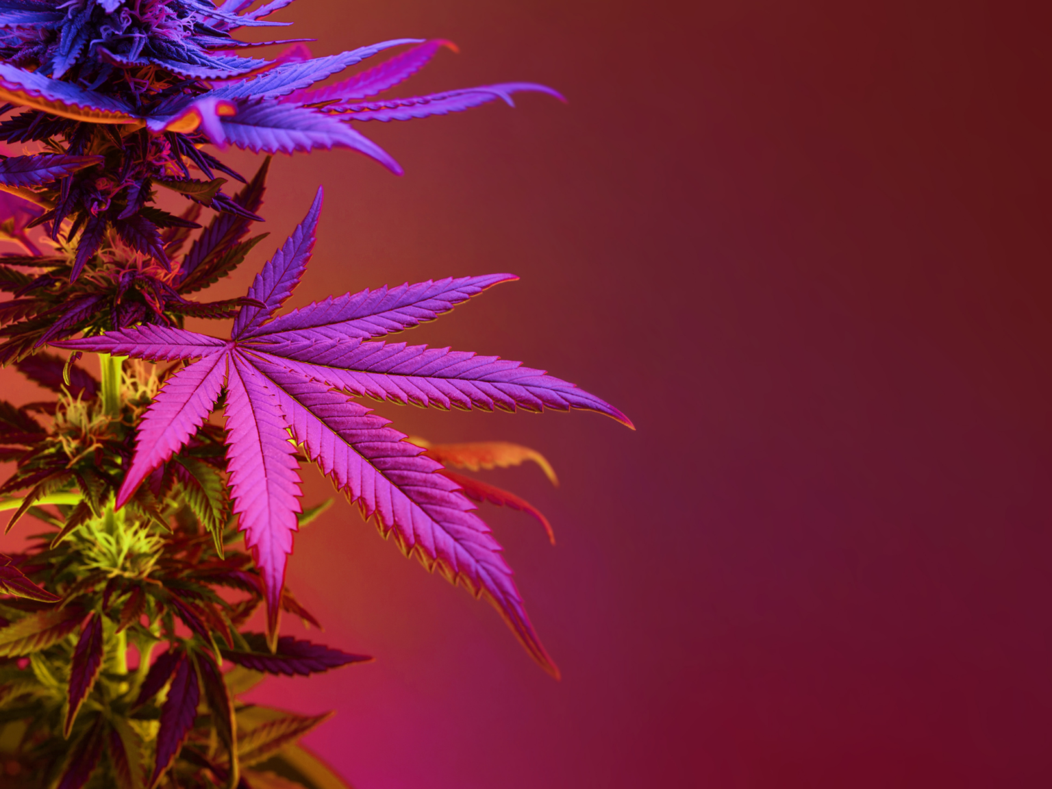 The Different Grades Of Weed: AA - AAAA+ | Weed On A Budget