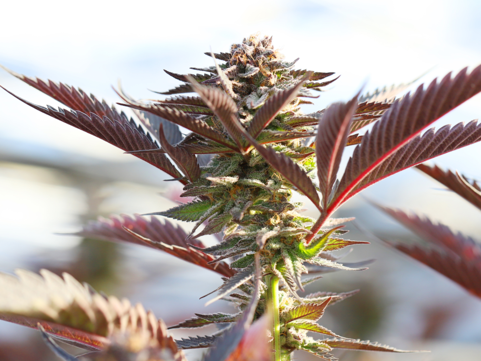 Weed Strain Information: Alien OG | Weed On A Budget